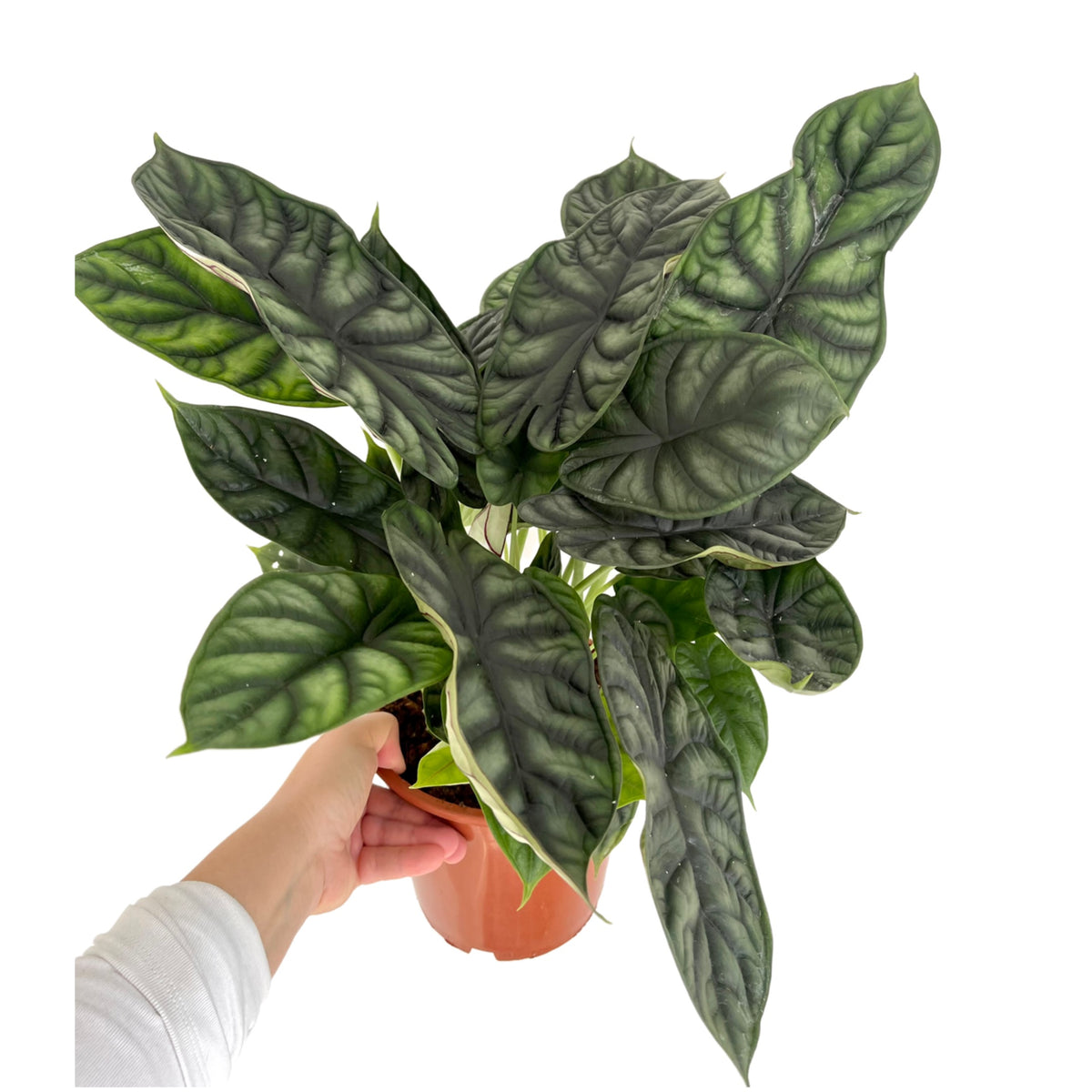 Alocasia Dragon scale – Gipsygarden