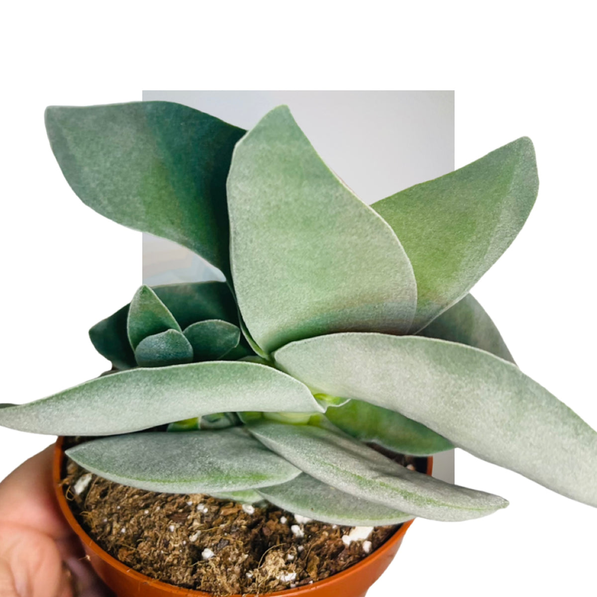 Crassula falcata – Gipsygarden