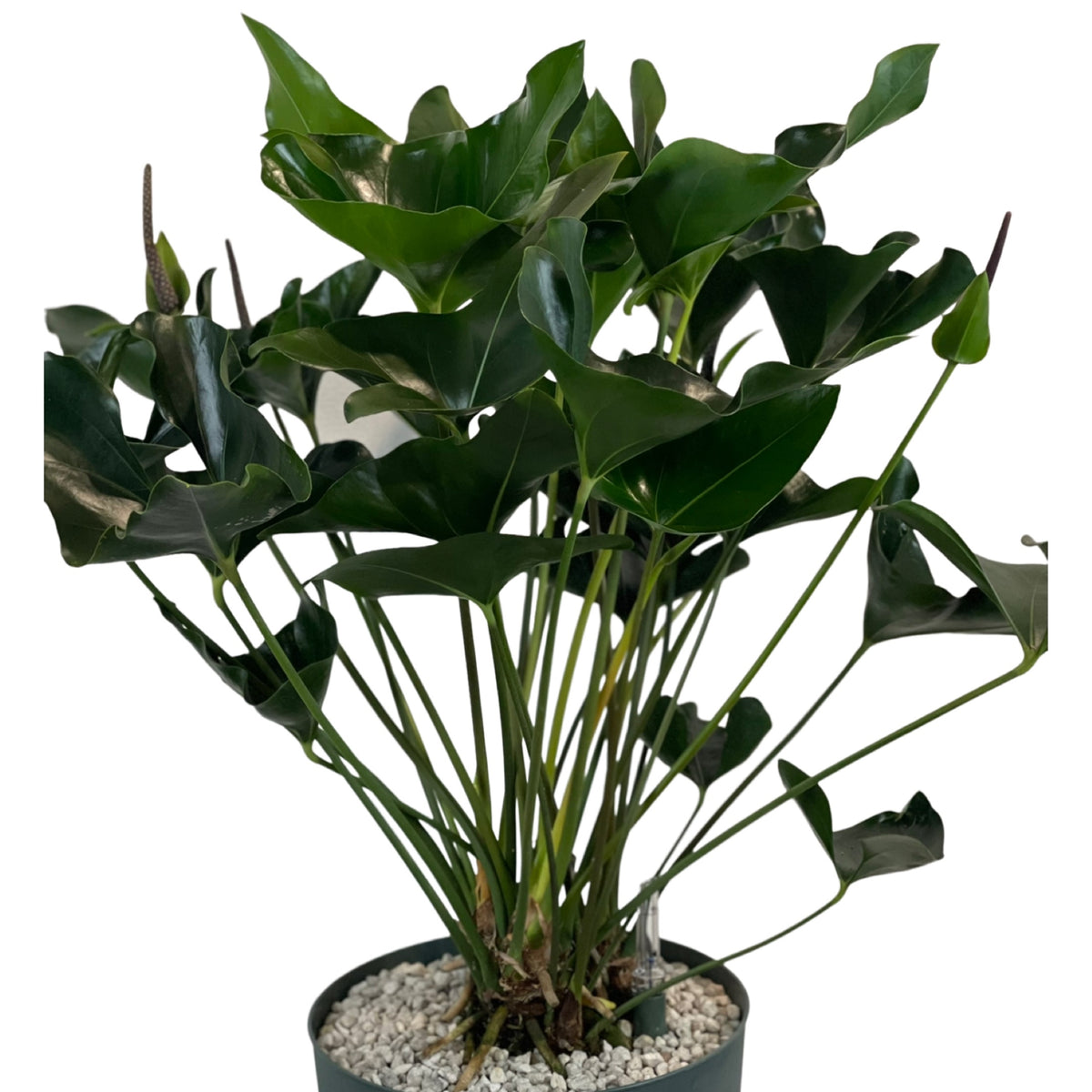 Anthurium Arrow Antūris – Gipsygarden