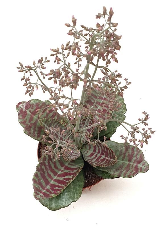 Kalanchoe humilis Surprising Desert – Gipsygarden