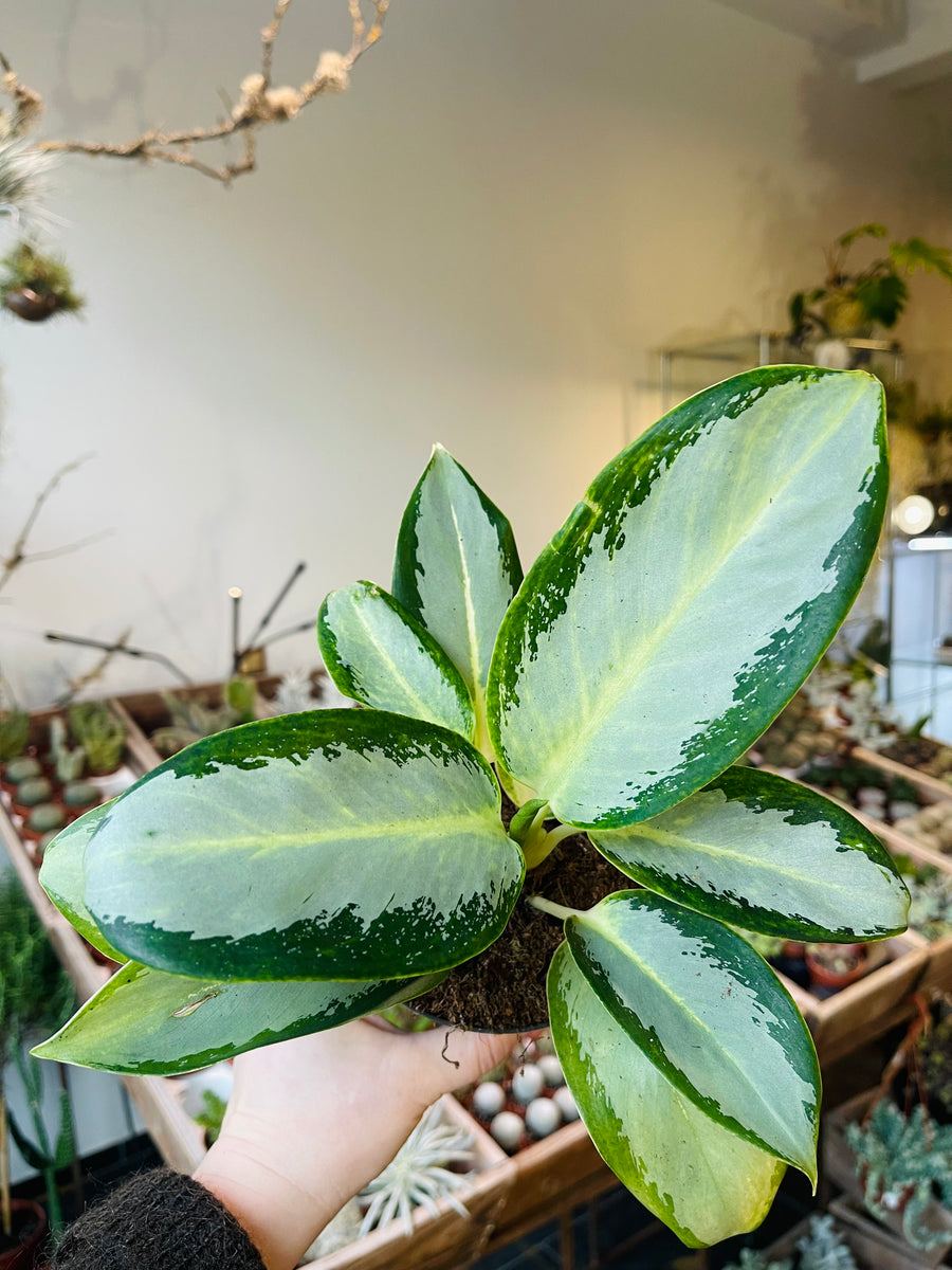 Aglaonema Diamond Bay – Gipsygarden