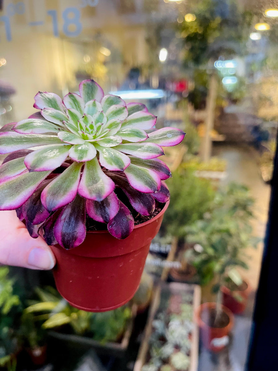 Aeonium Red Copper – Gipsygarden