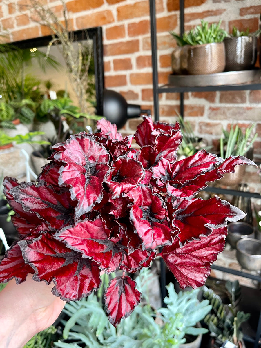 Begonia rex Red Robin – Gipsygarden
