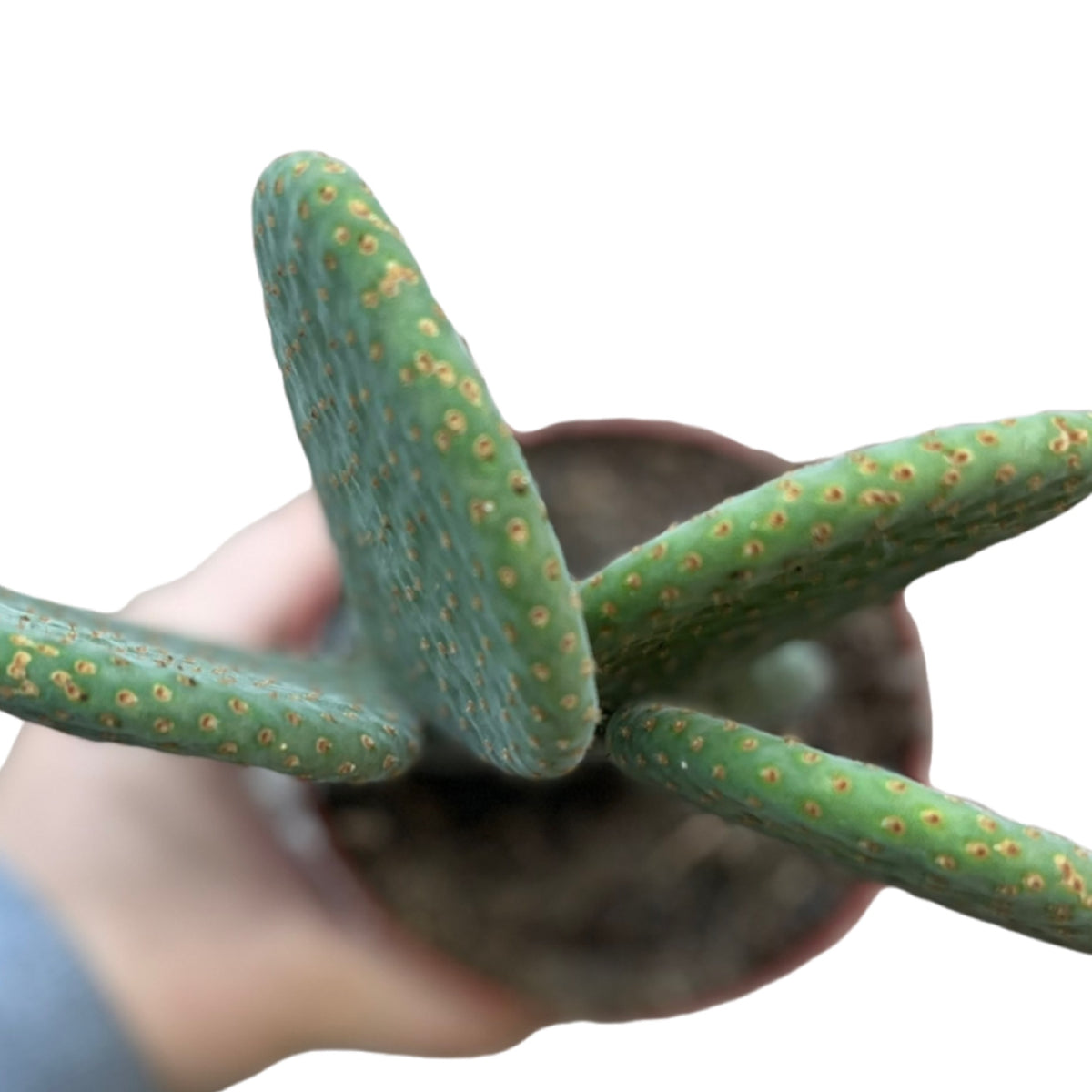 Opuntia microdasys Inermis – Gipsygarden