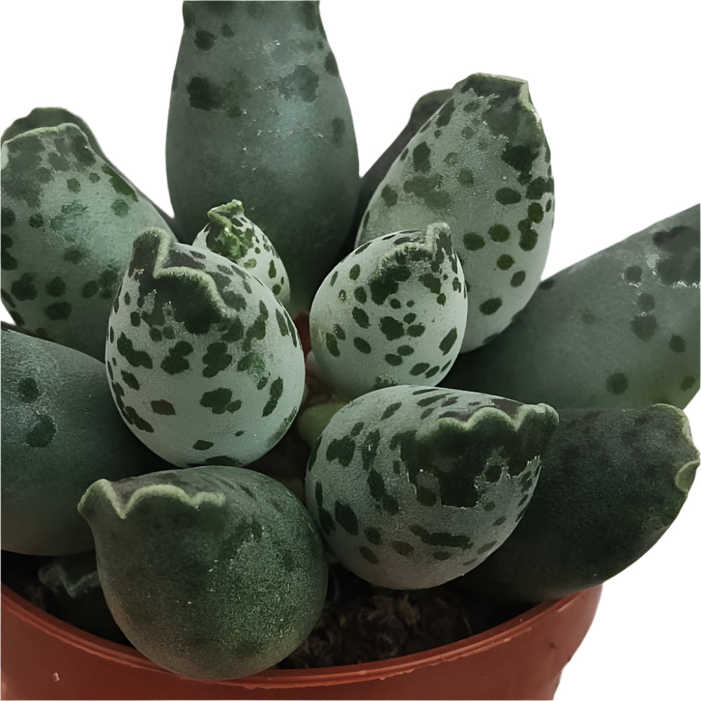 Adromishus FESTIVUS – Gipsygarden