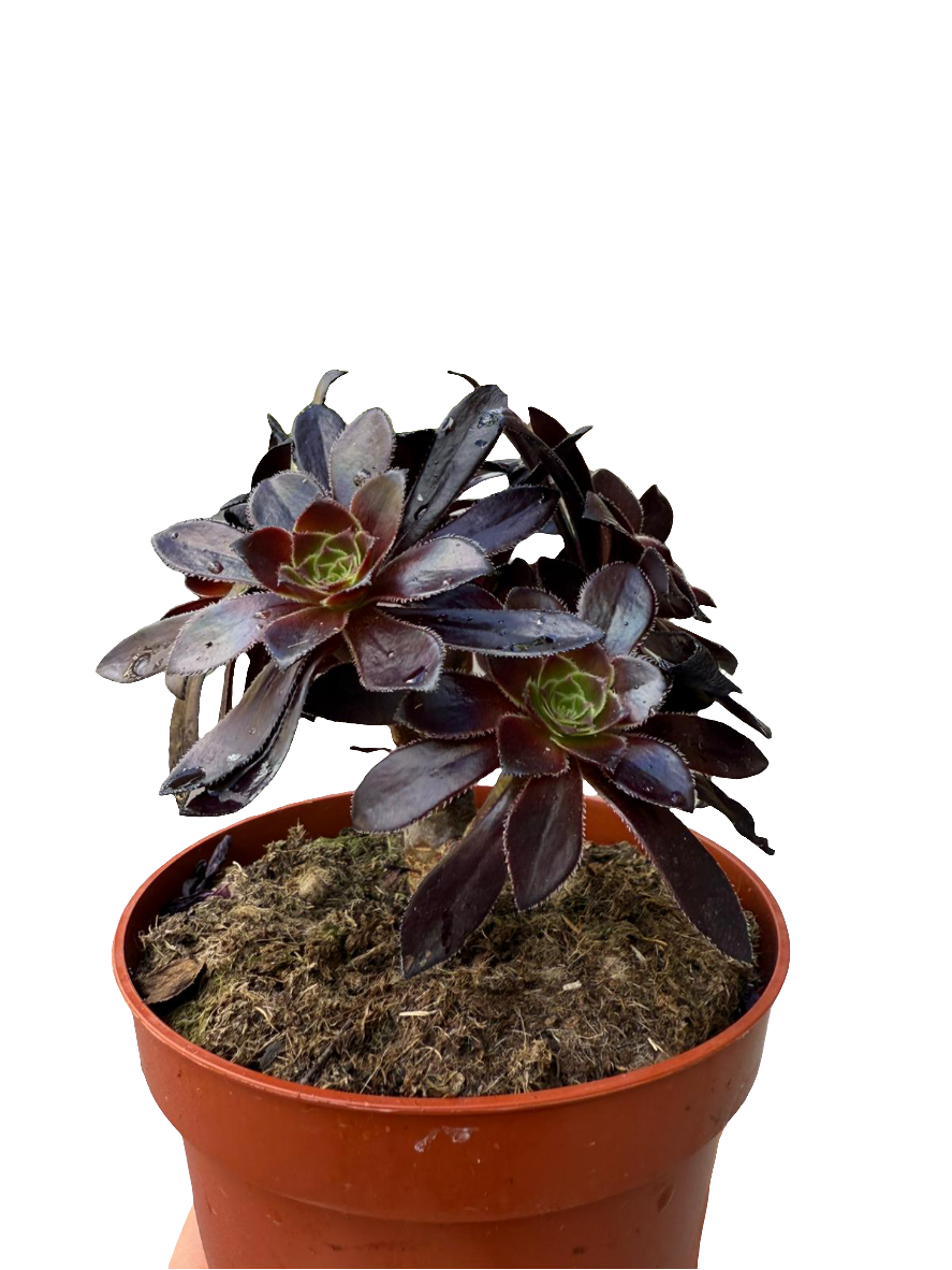 Ramdis Aeonium Schwartzkopf – Gipsygarden