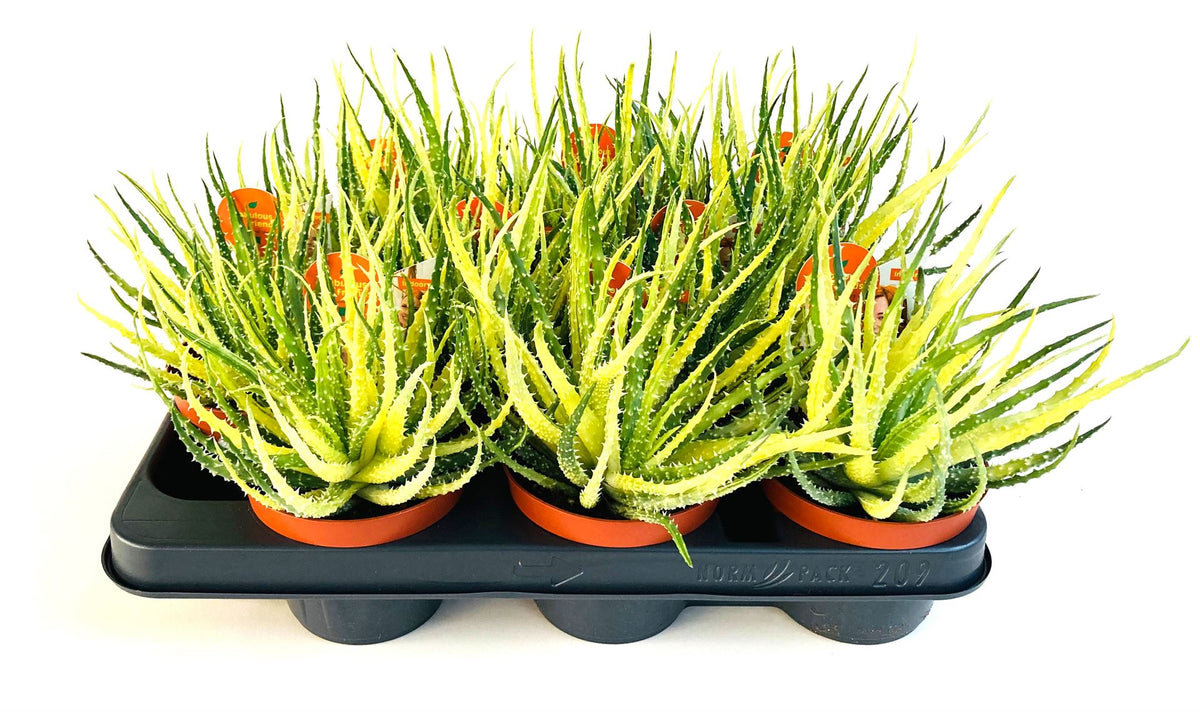 Aloe Humilis variegata – Gipsygarden