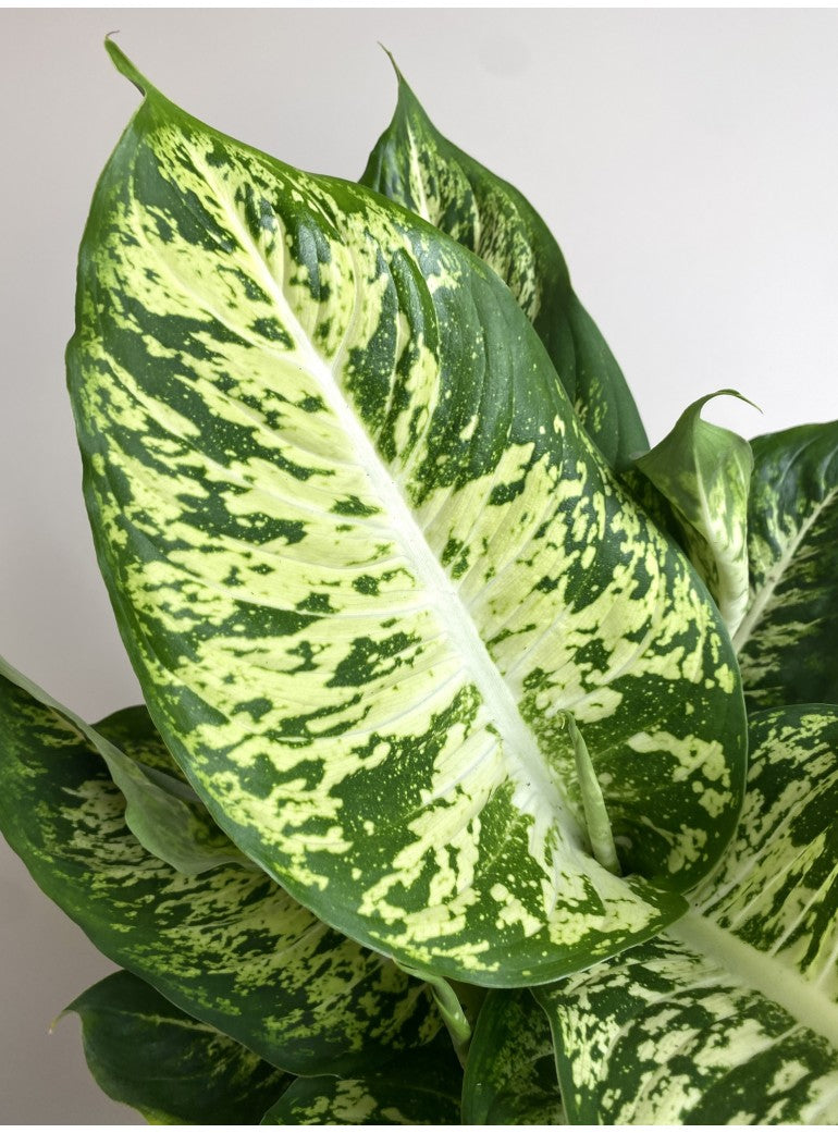 Difenbachija Dieffenbachia Mars – Gipsygarden