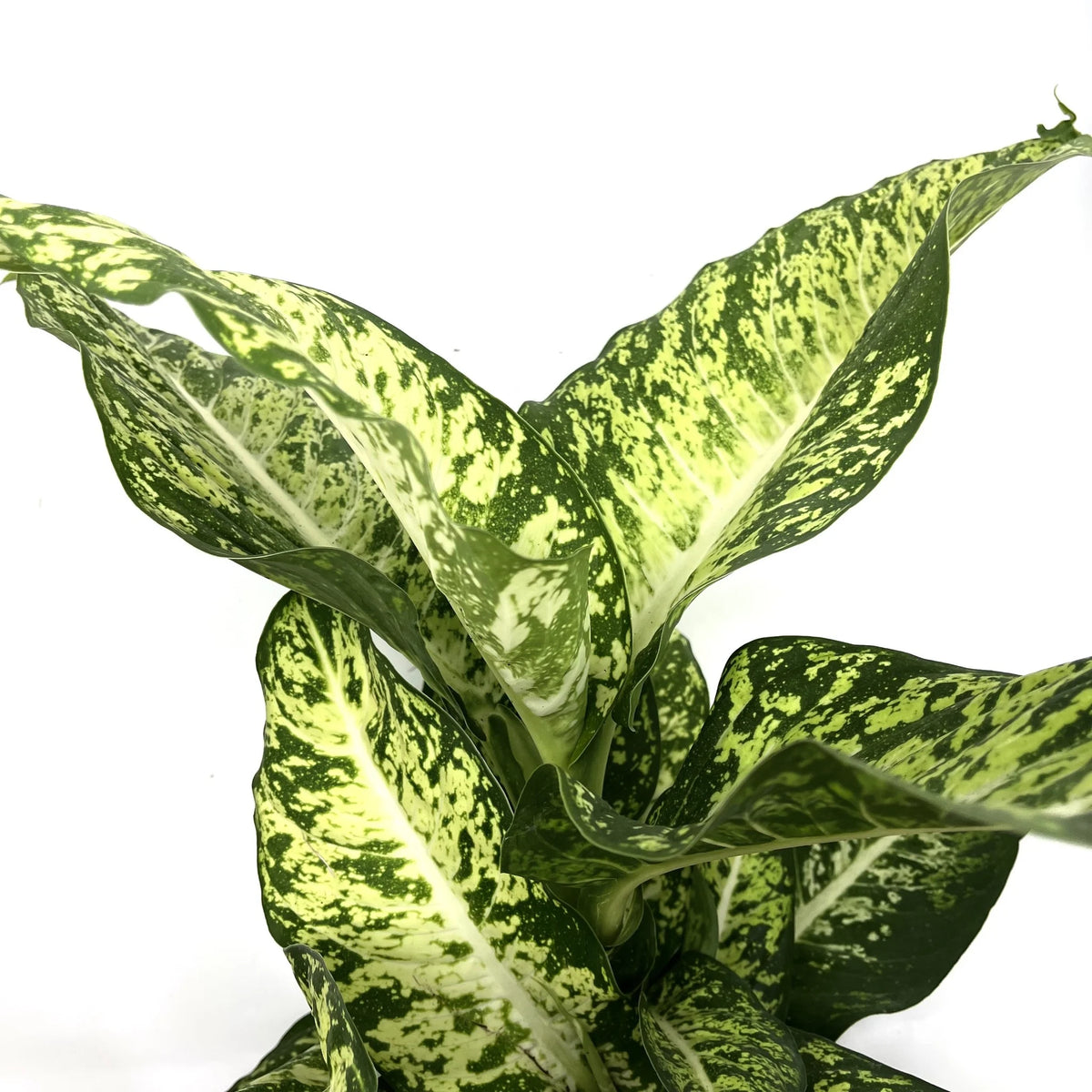 Difenbachija Dieffenbachia Mars – Gipsygarden