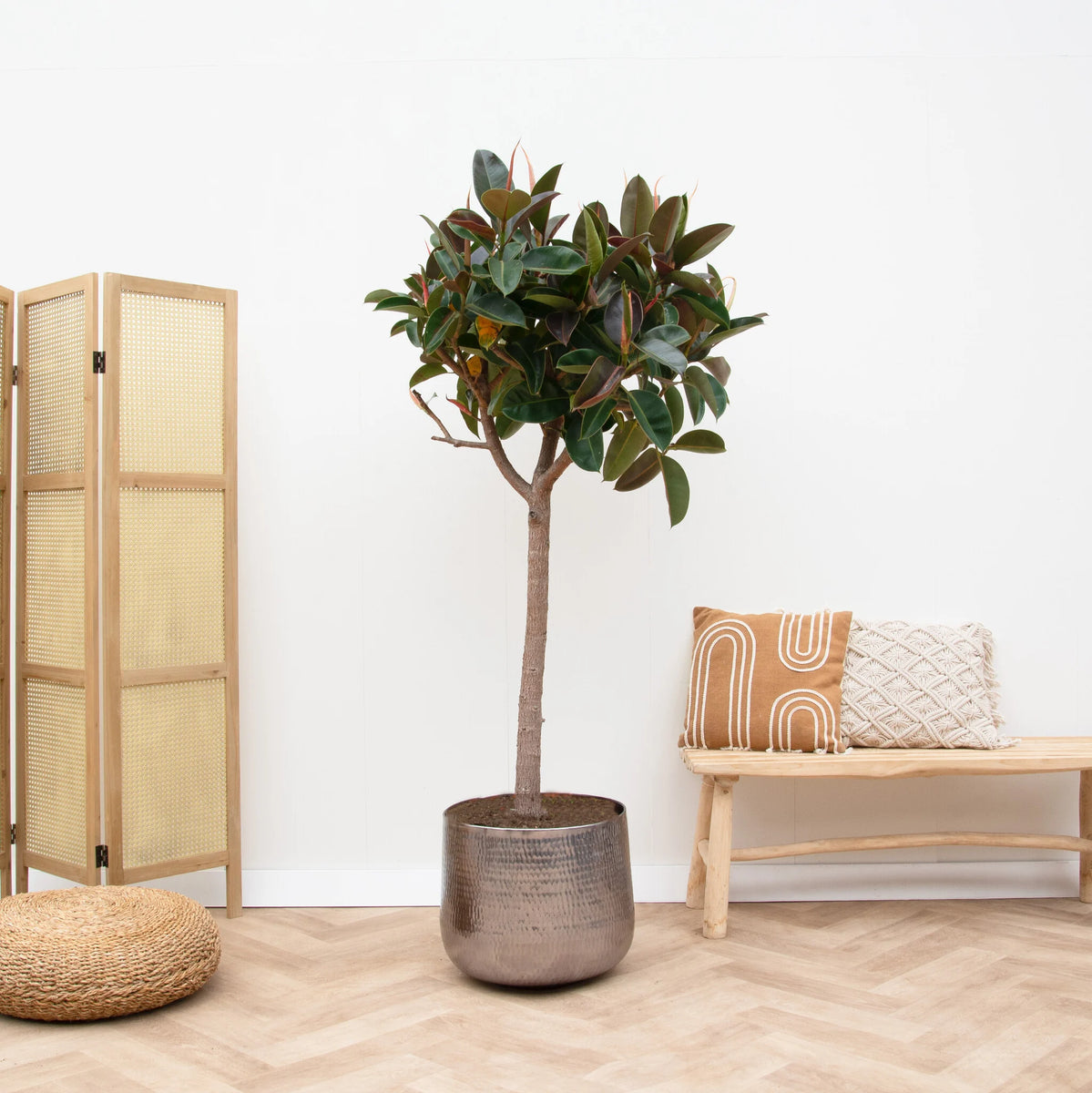 Ficus elastica Robusta 1,8m – Gipsygarden