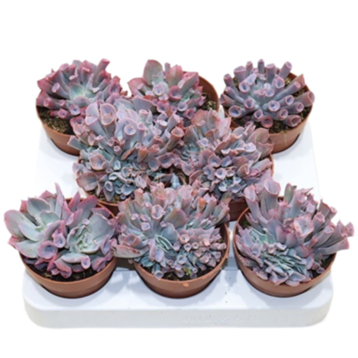 Echeveria Trumpet Pinky – Gipsygarden