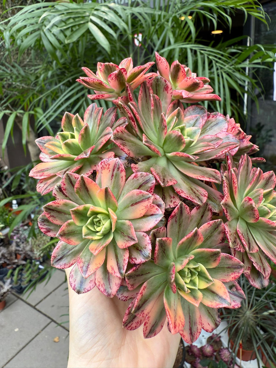 Ramdis Aeonium Sweet Tea – Gipsygarden