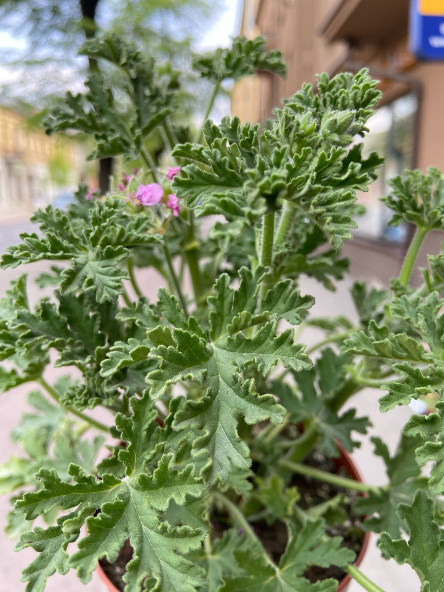 Pelargonija Pelargonium Graveolens Isko Lemon – Gipsygarden