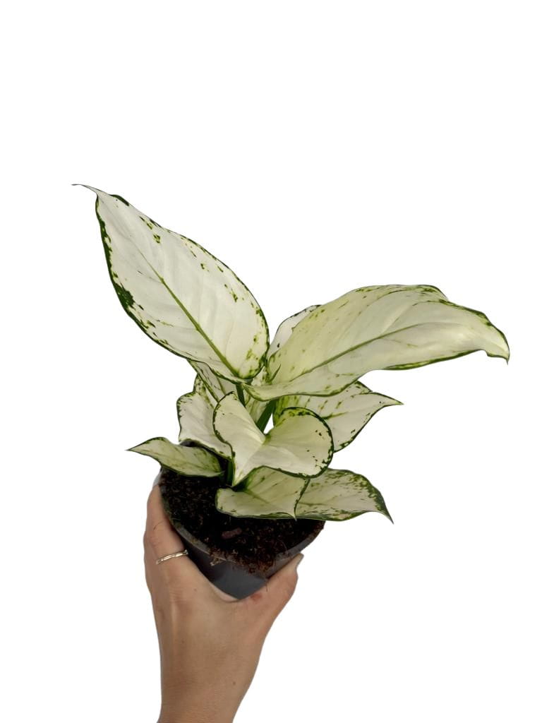 Aglaonema White Joy – Gipsygarden
