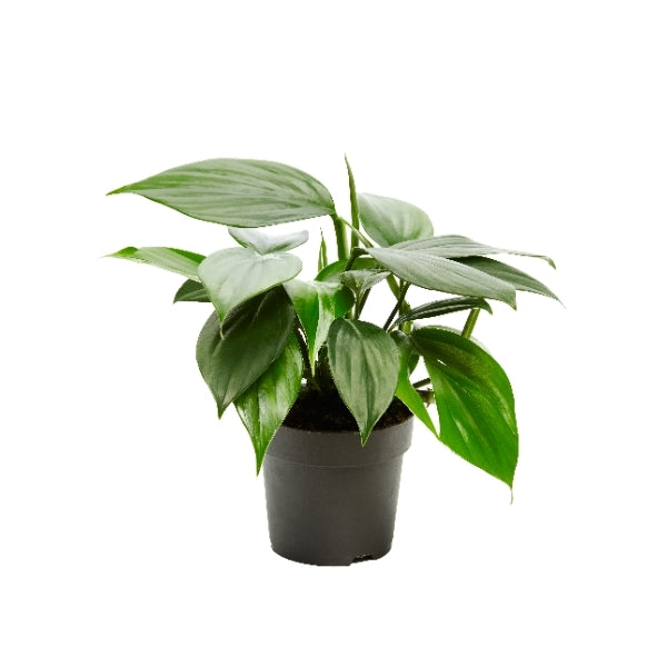 Philodendron Dragon Tail aka Raphidophora decursiva – Gipsygarden