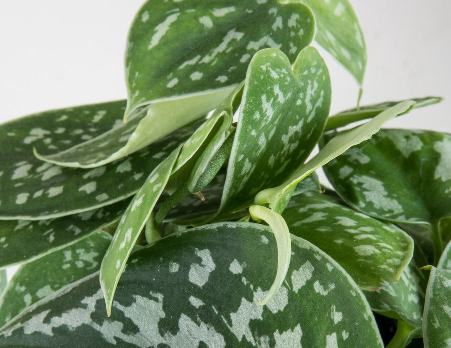 Scindapsus Pictus Argyraeus Satininis skindapas – Gipsygarden