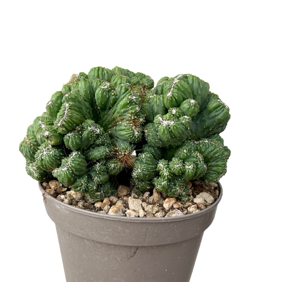 Cereus peruvianus monstrosa coral – Gipsygarden