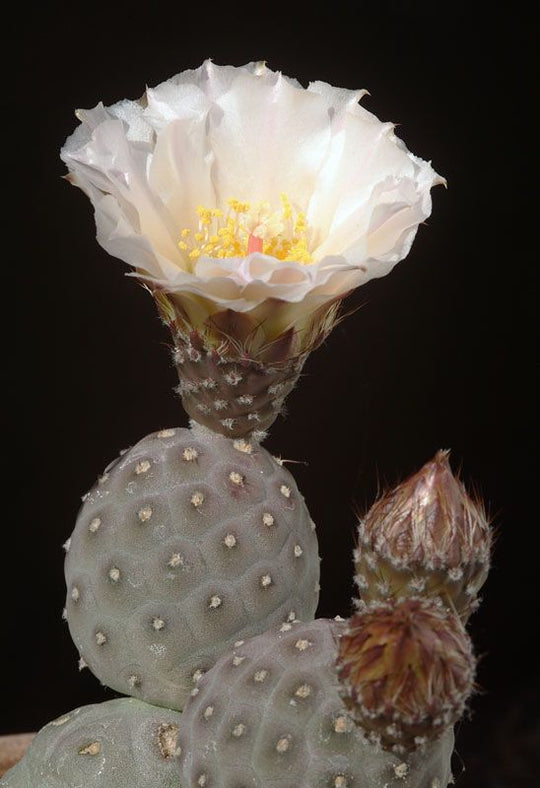 Tephrocactus geometricus – Gipsygarden