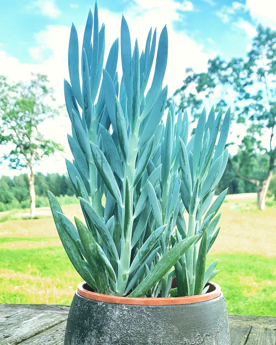 Senecio ficoides curio “Mount Everest” – Gipsygarden