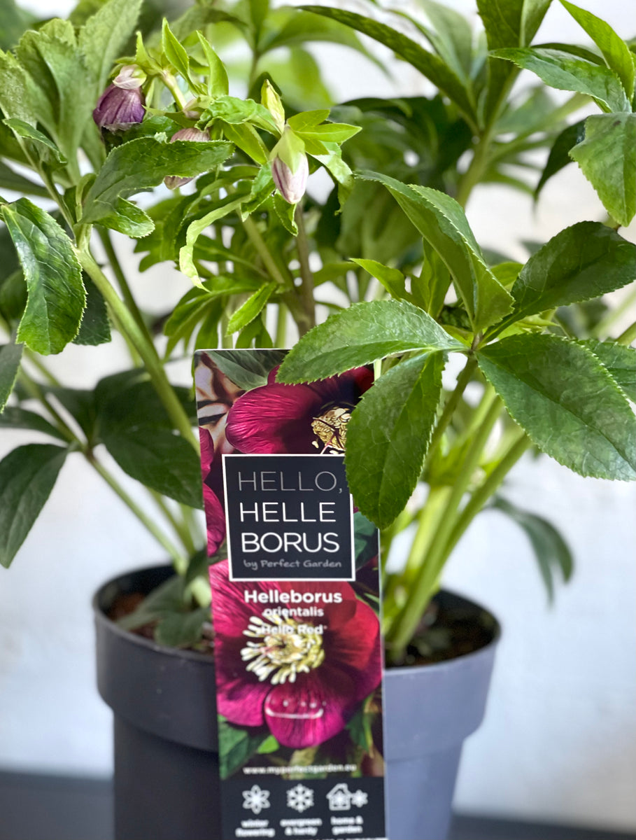 Helleborus orientalis Hello Red – Gipsygarden