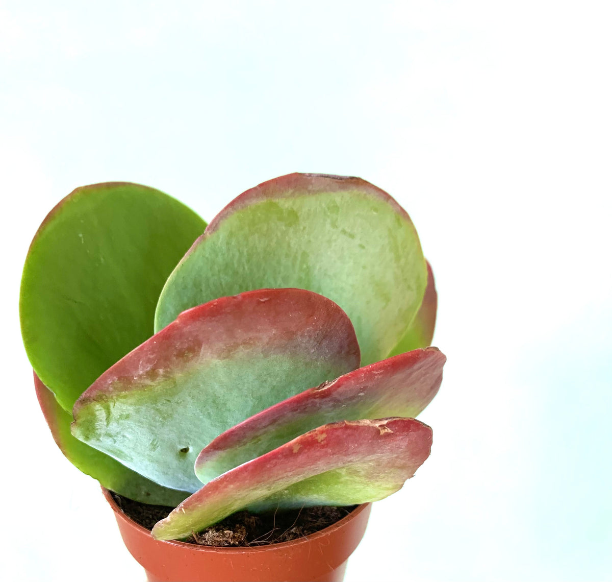 Kalanchoe Thyrsiflora Red lips – Gipsygarden