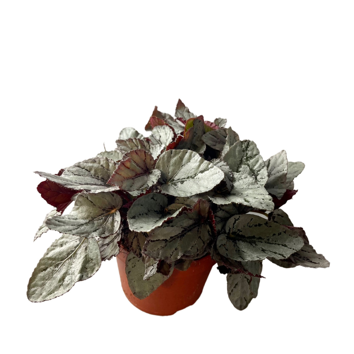 Begonia rex beleaf Silver fairy – Gipsygarden