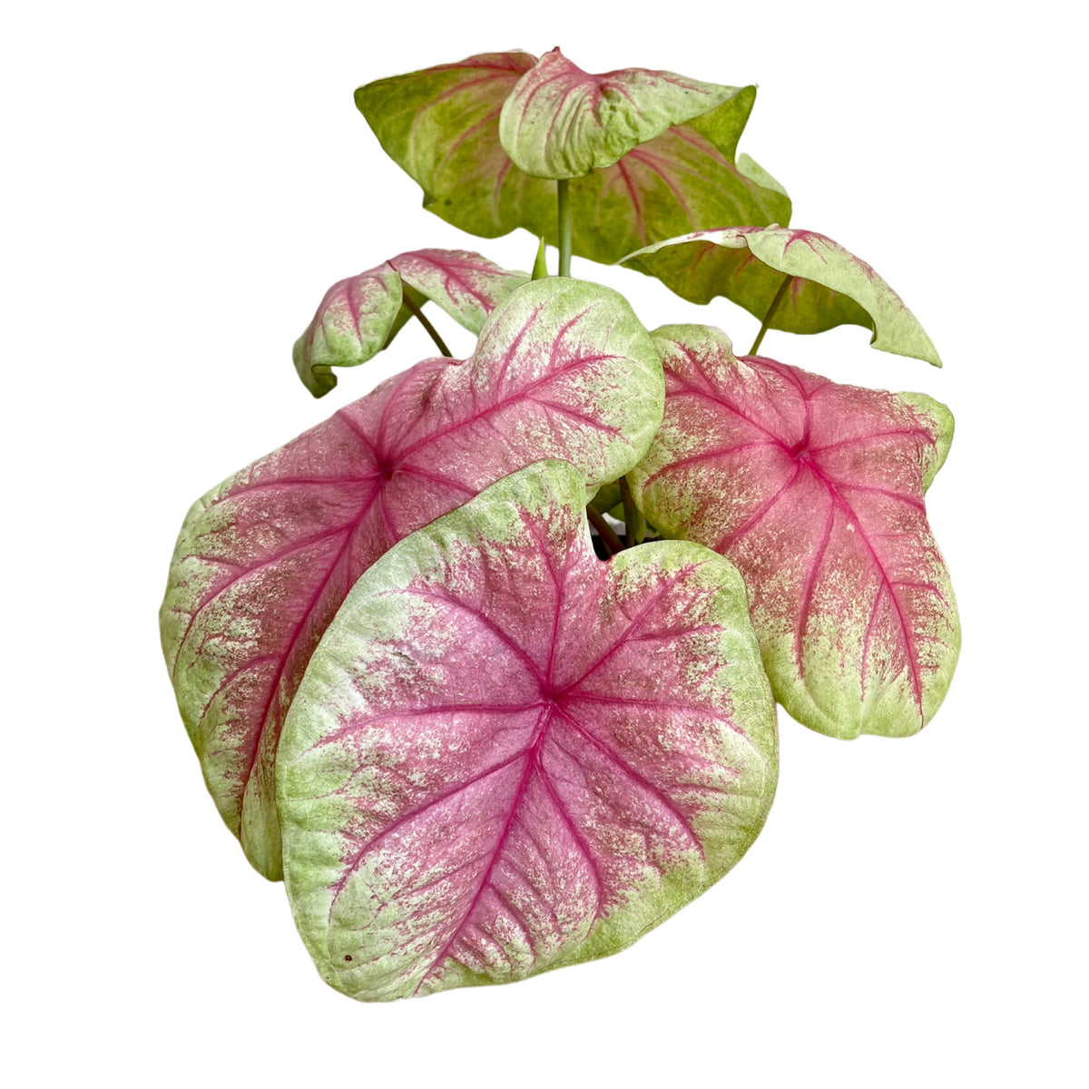 Caladium Mint Julep – Gipsygarden