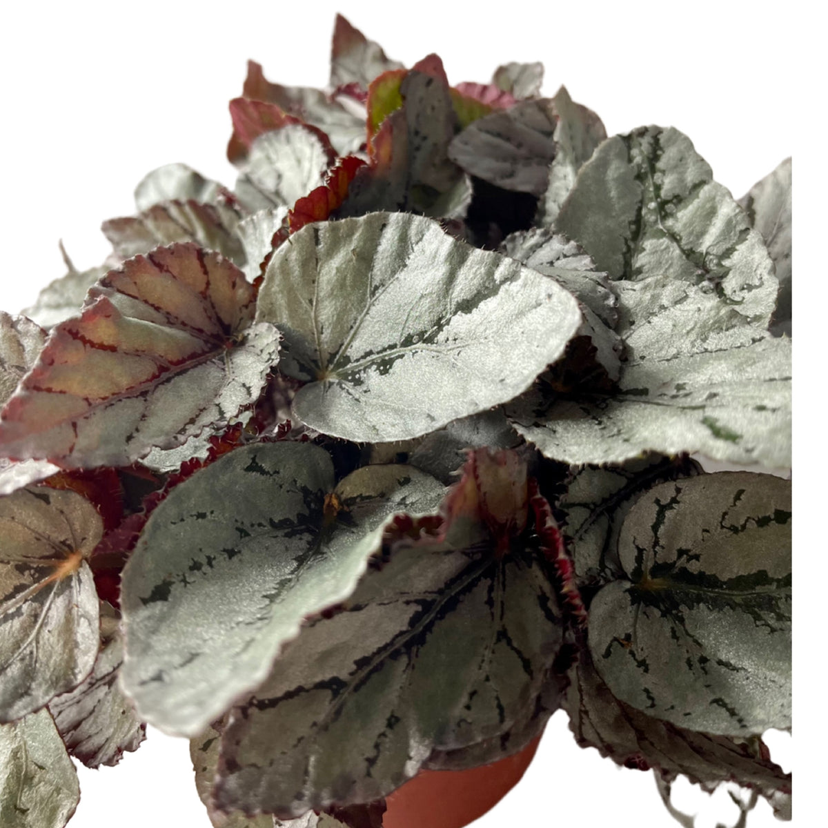 Begonia rex beleaf Silver fairy – Gipsygarden