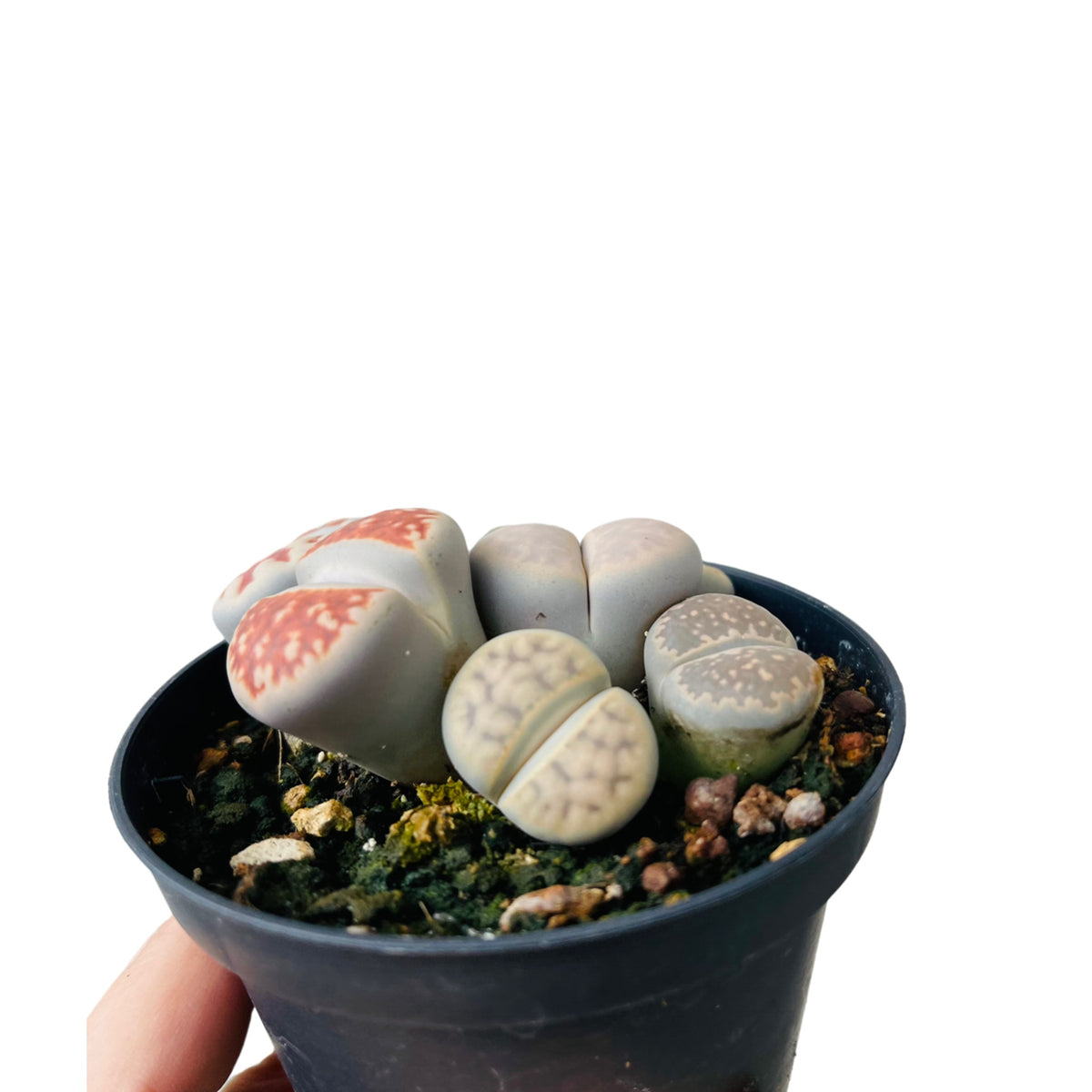 Lithops Red – Gipsygarden