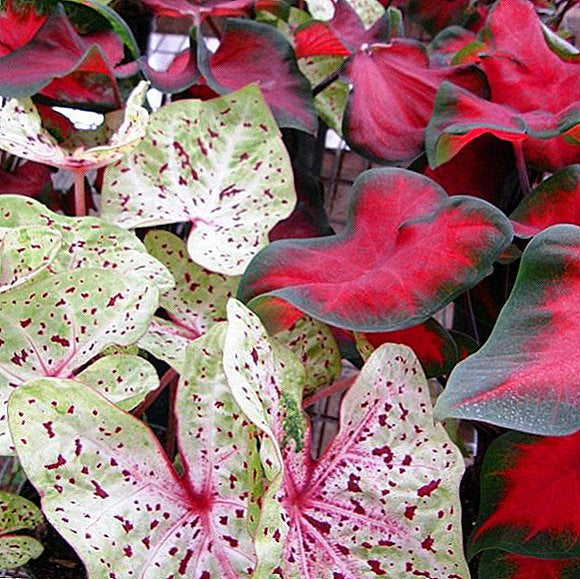 Caladium mix 5vnt. – Gipsygarden