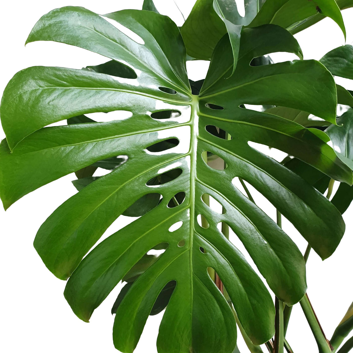 Monstera deliciosa big form – Gipsygarden