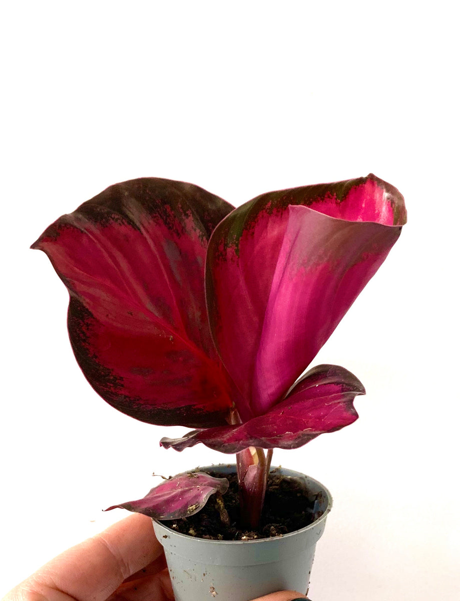 Calathea Rosea picta Rosey – Gipsygarden