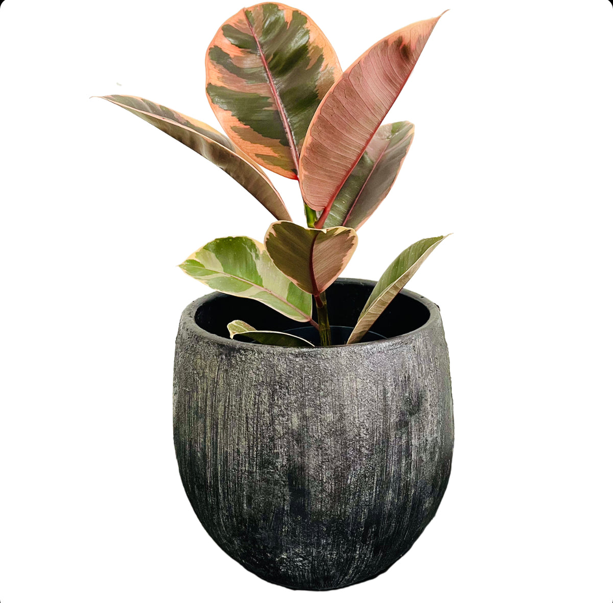 Ficus Belize – Gipsygarden